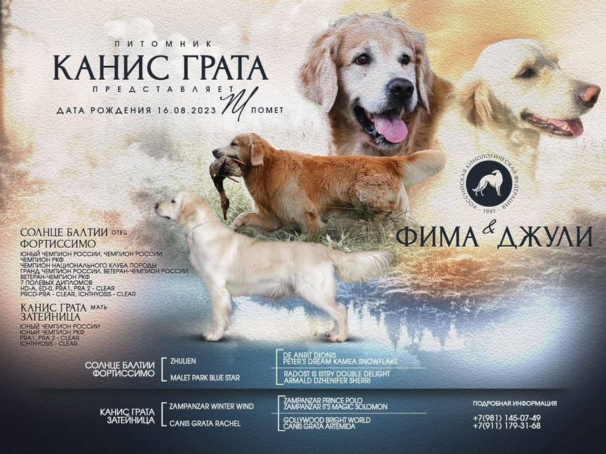 Золотистый ретривер питомник