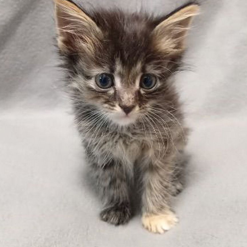 Мейн-кун котёнок