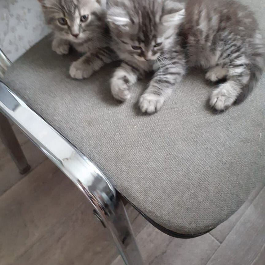 Котята в добрые руки бесплатно