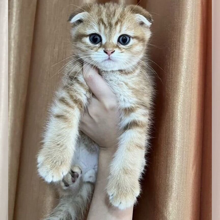 Шотландские котята