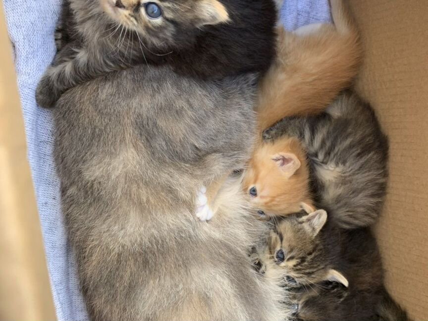 Кошки