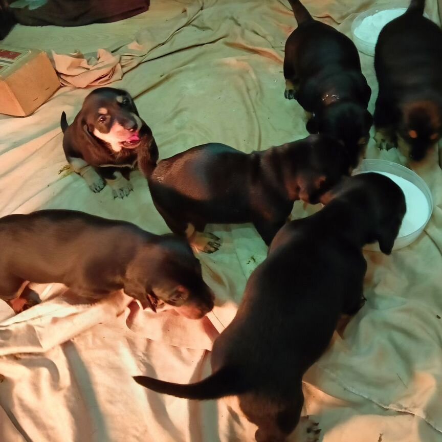 Такса, щенок