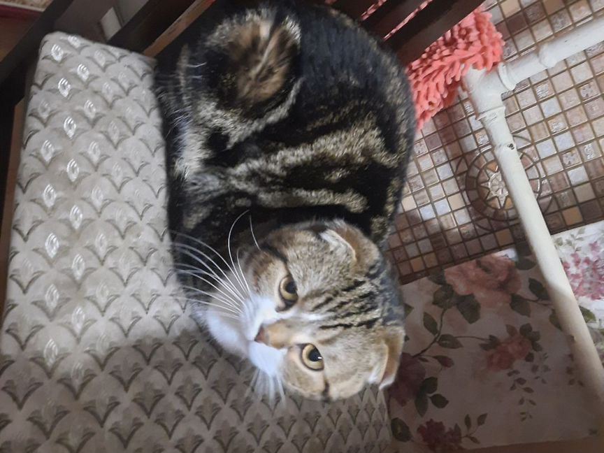 Шатландец вислоухий