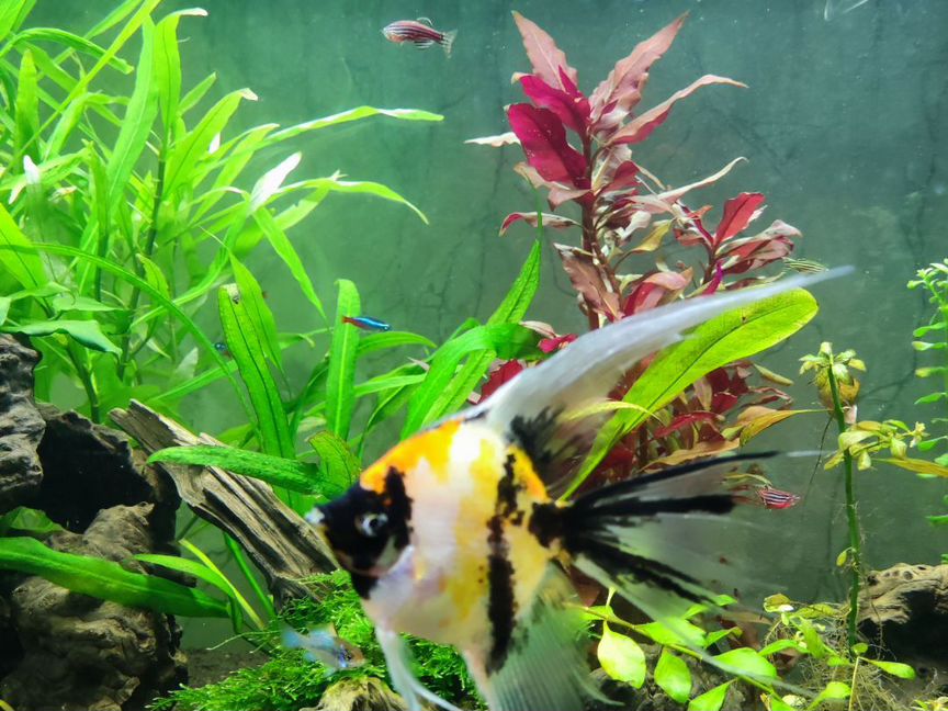 Скалярия 4 шт