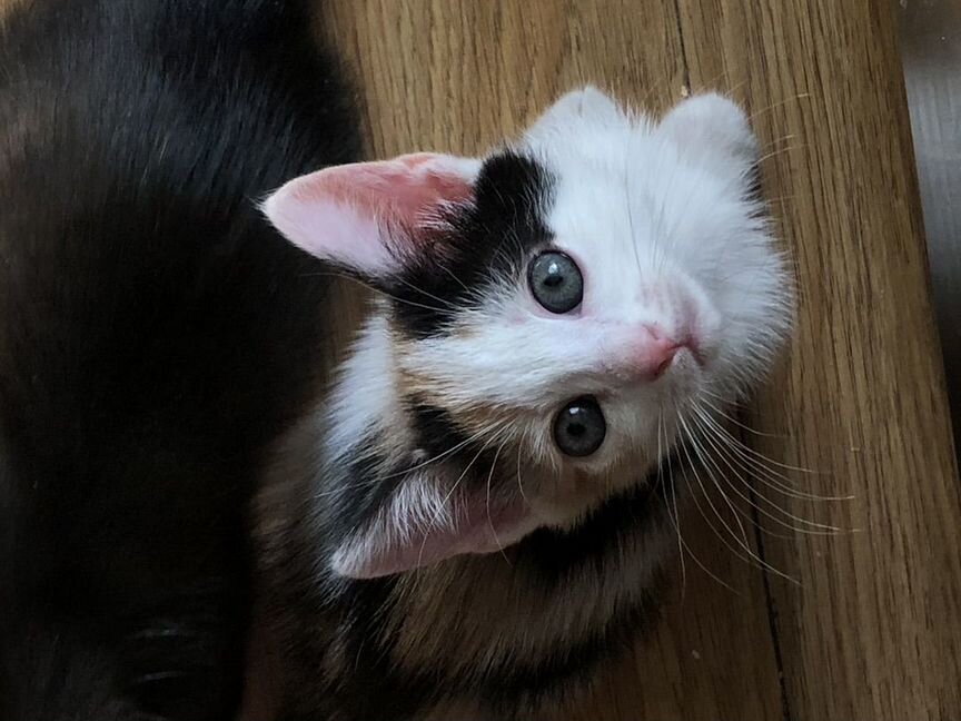 Котята