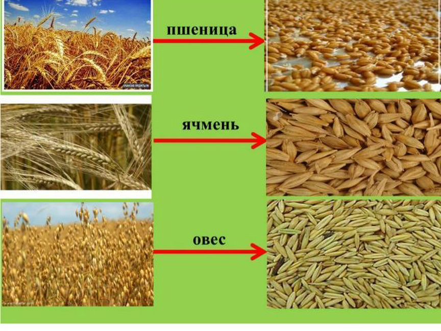 Зерно пшеница ячмень овес