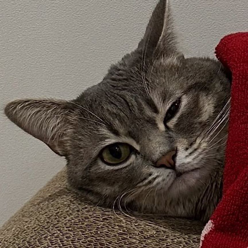 Британский длинношёрстный, взрослый кот