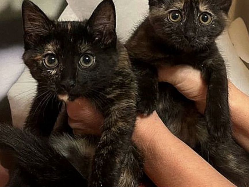 Малышня в добрые руки