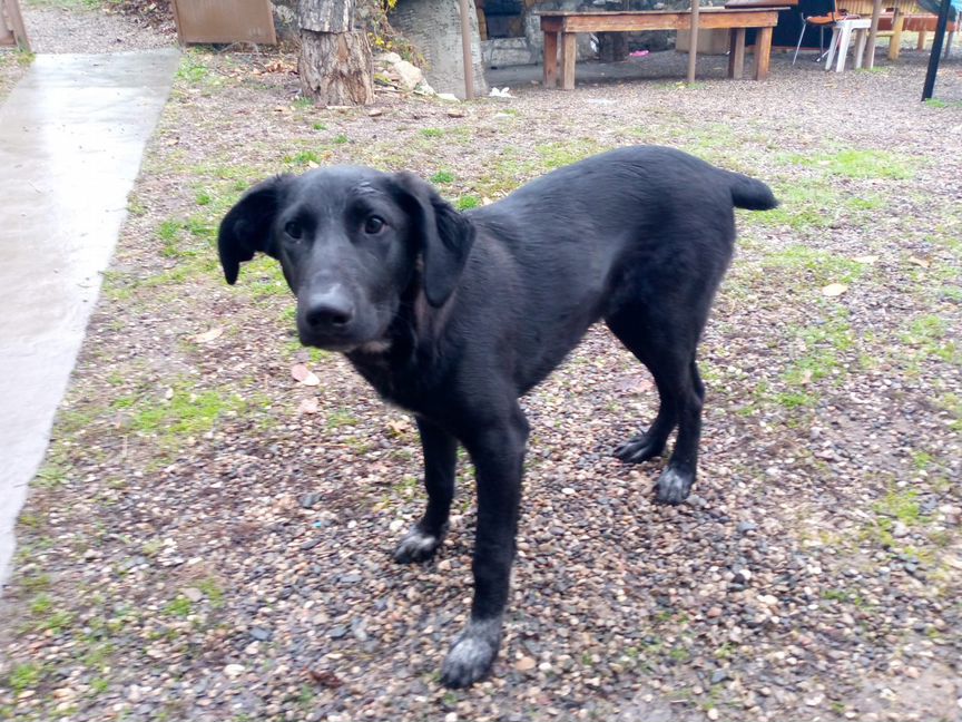 Собака в добрые руки