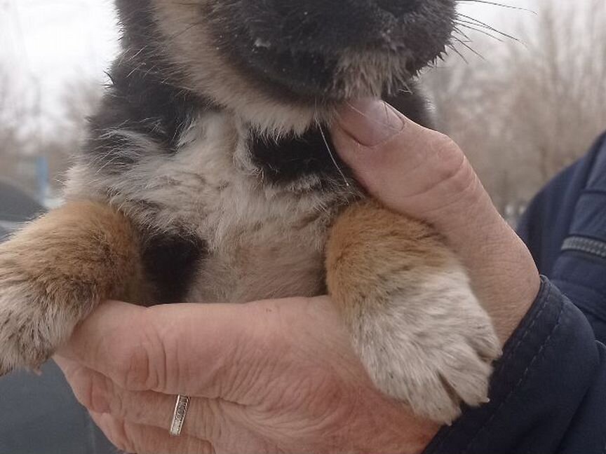 Щеночек,девочка 1.5 мес