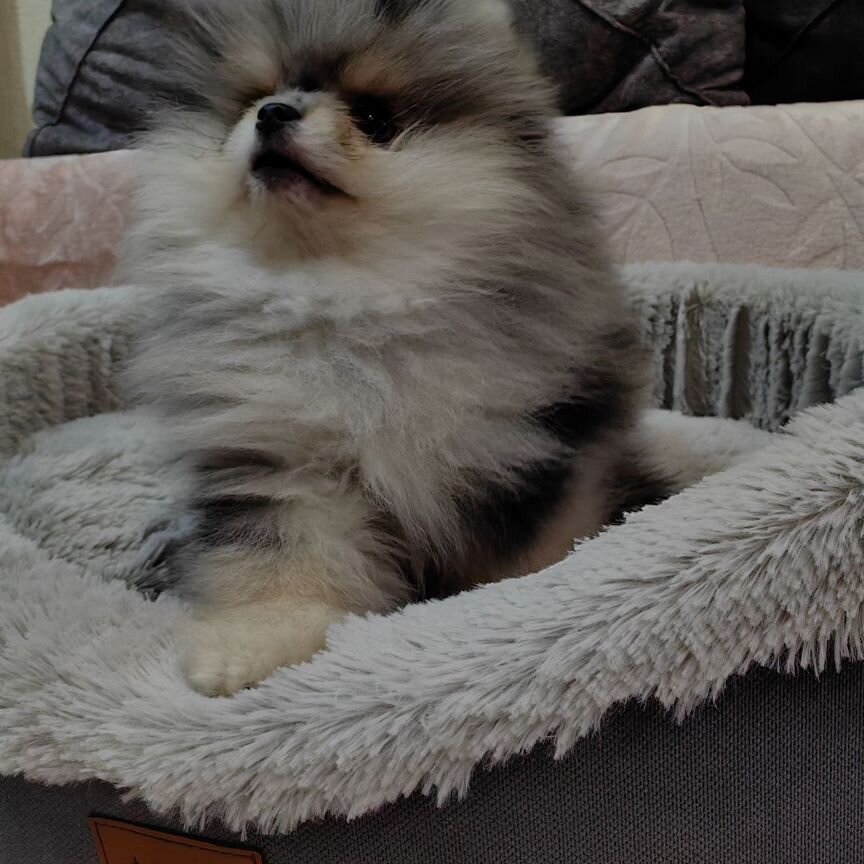 Померанский шпиц мини эксклюзив