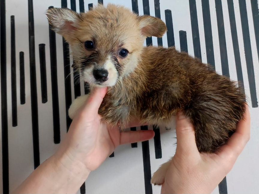 Вельш-корги пемброк щенок девочка