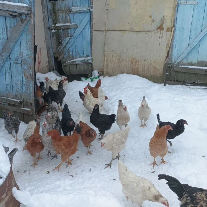 Куры домашние