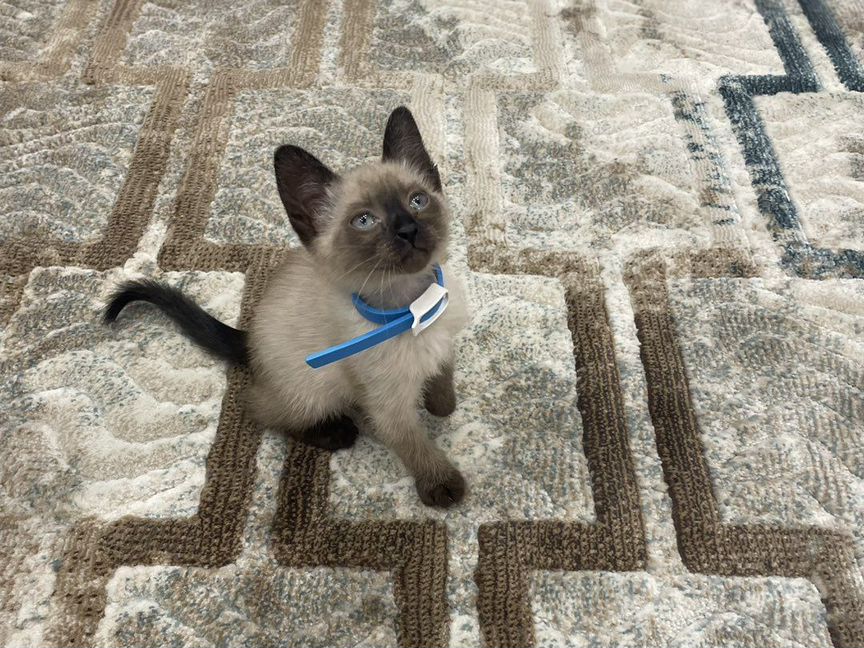 Сиамская кошка