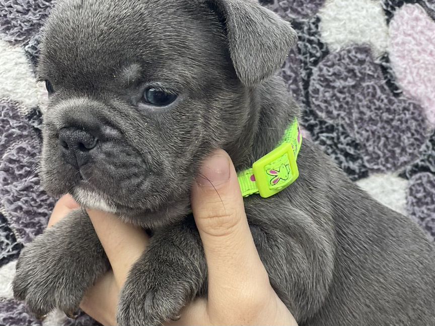 Голубое чудо