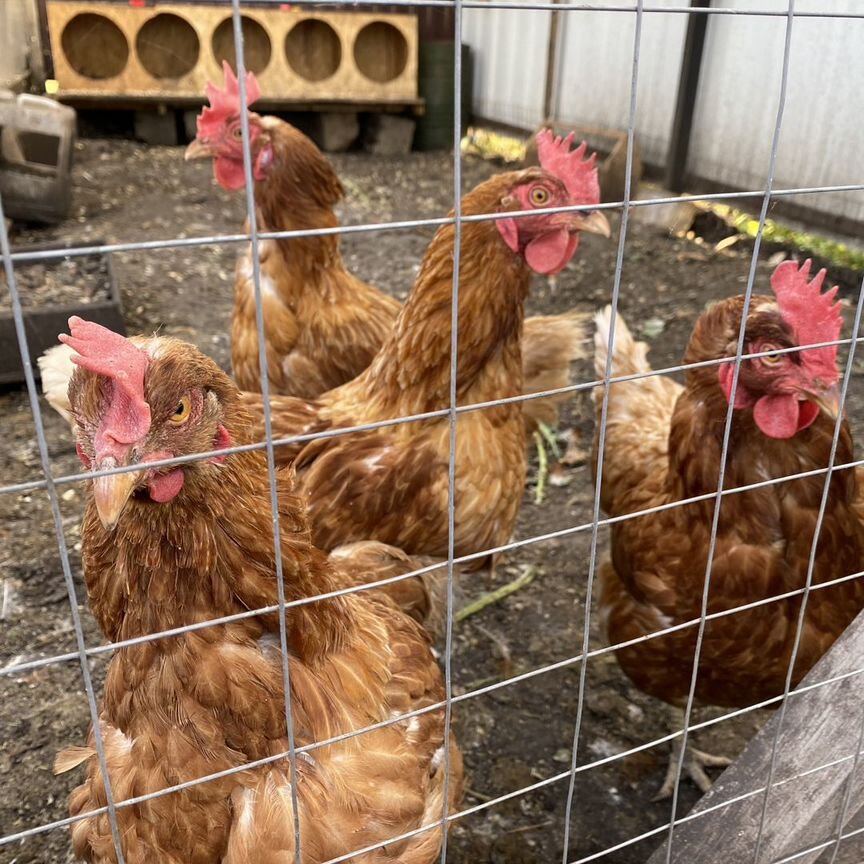 Куры несушки