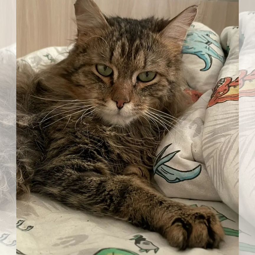 Взрослый кот в добрые руки