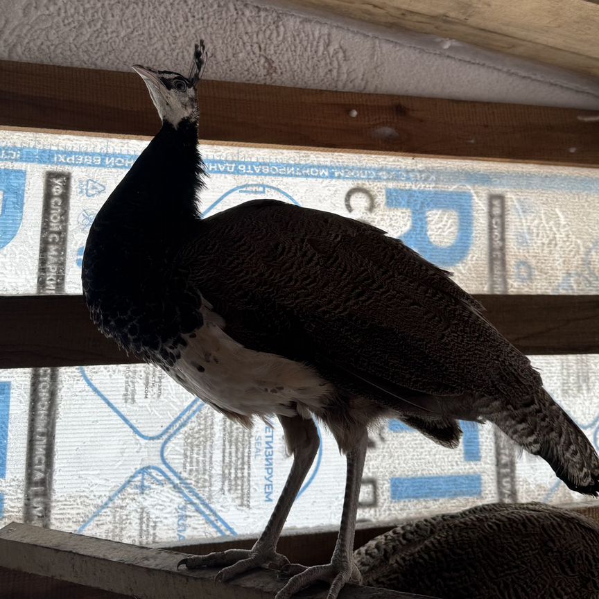 Индийский павлин