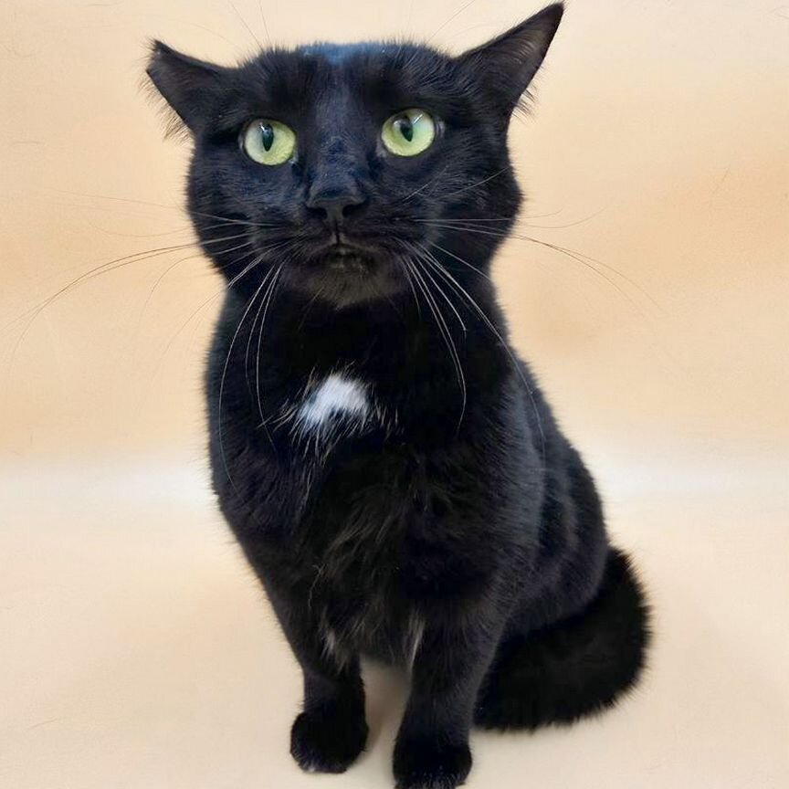 Чёрная кошечка Сабрина