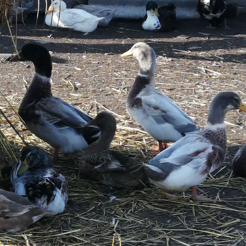 Утки голубой фаворит