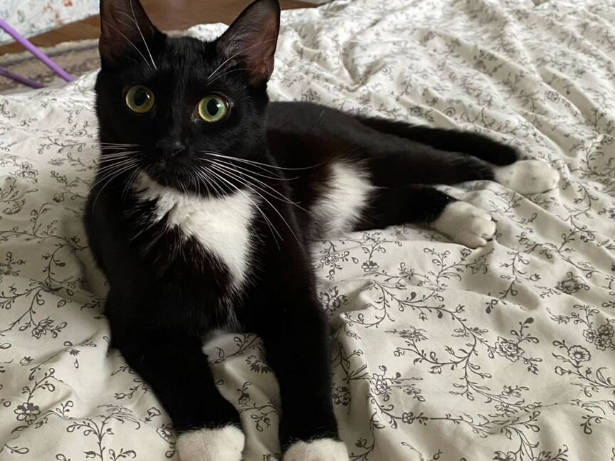 Ласковая кошечка-подросток стерилизована