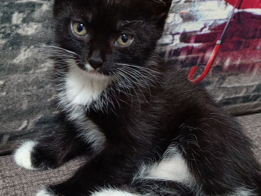 Кошки в добрые руки бесплатно