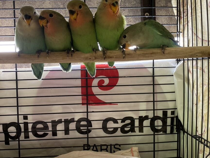 Попугаи неразлучники