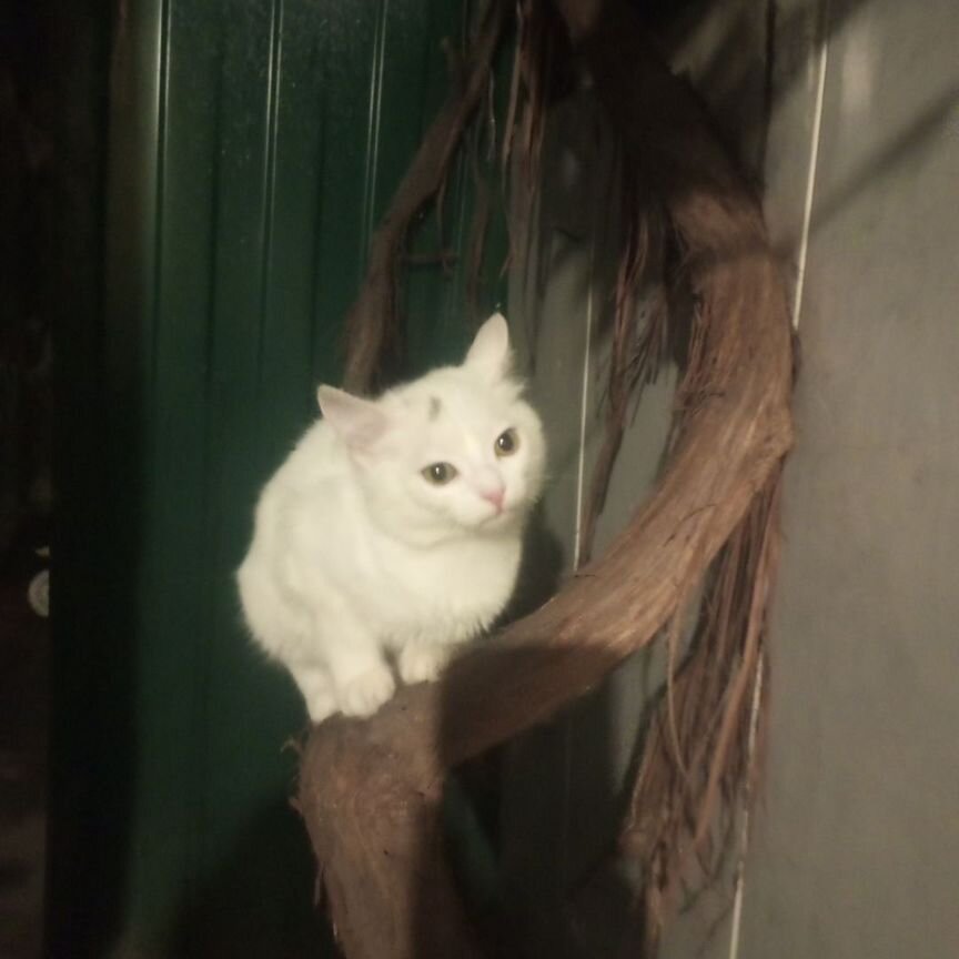Кошка (котенок) 4мес