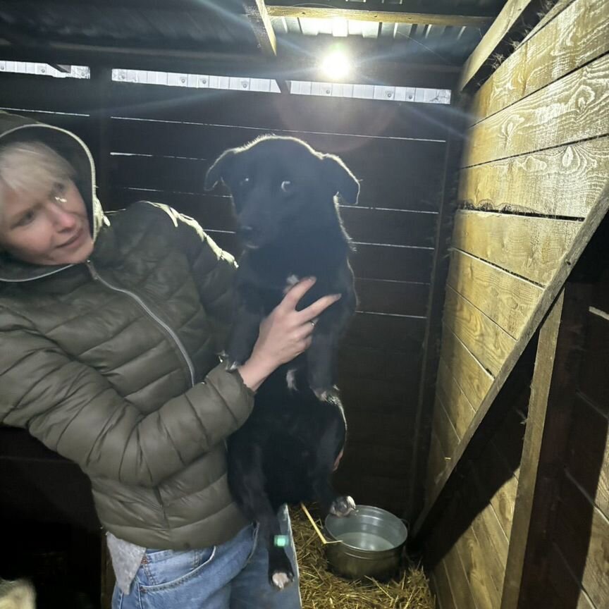 Маленькая собачка мерзнет в приюте. Нужен дом