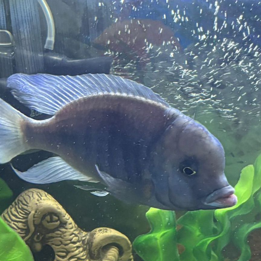 Рыбка аквариумная дельфин голубой