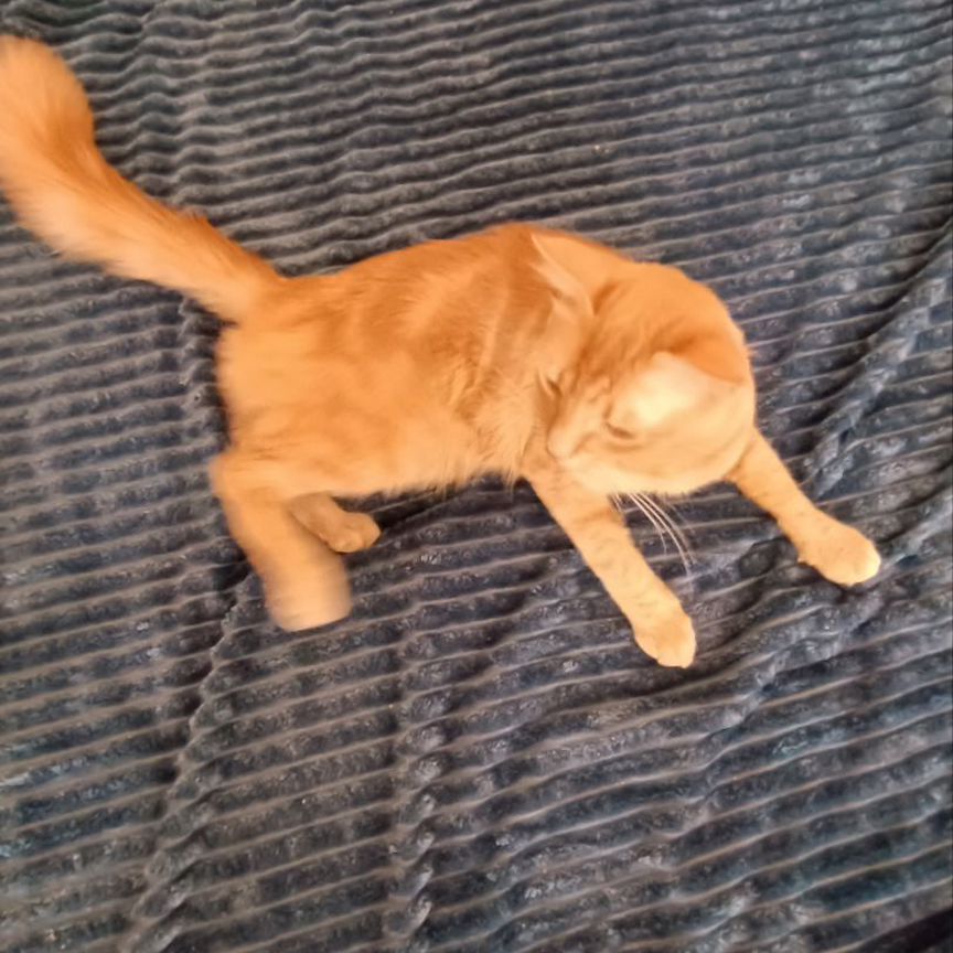 Котики ищут дом