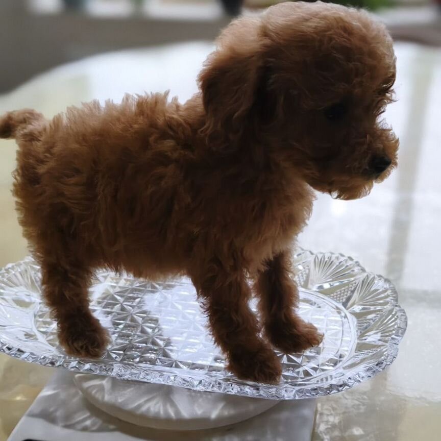 Той-пудель, щенок