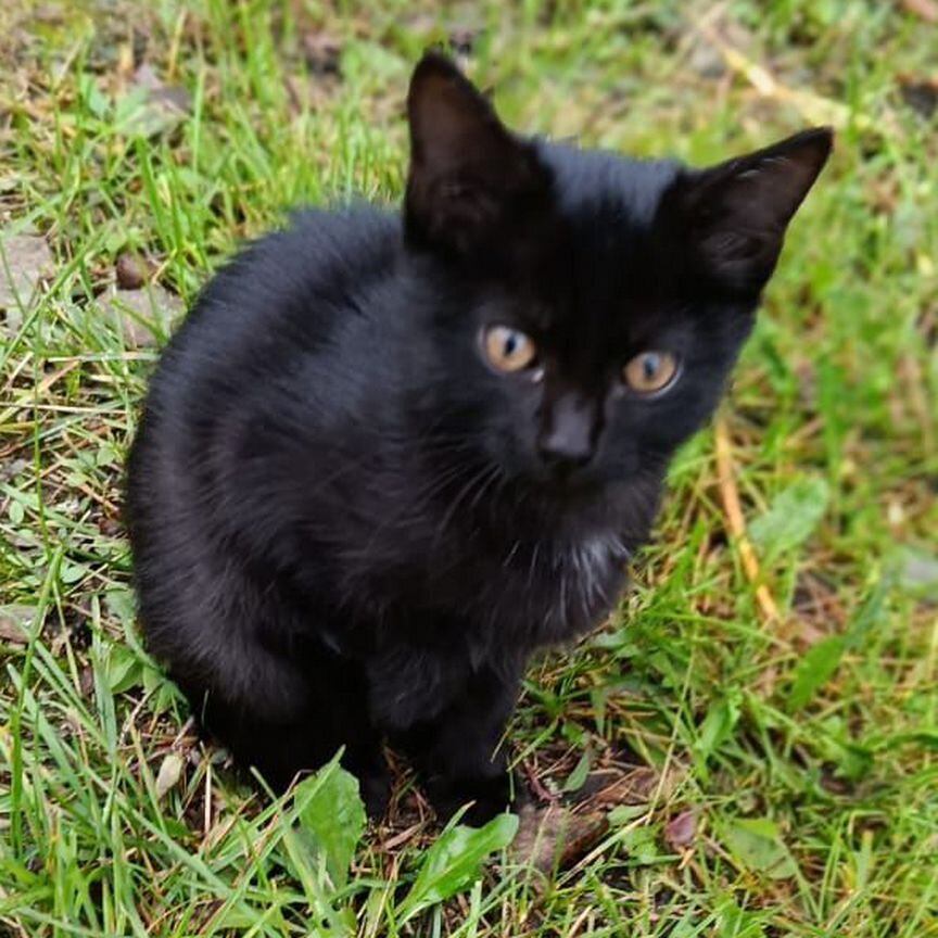 Котята