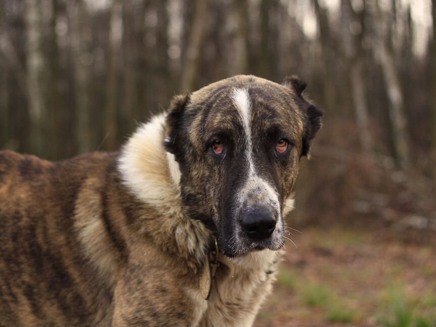 Среднеазиатская овчарка алабай Гор, 3 года