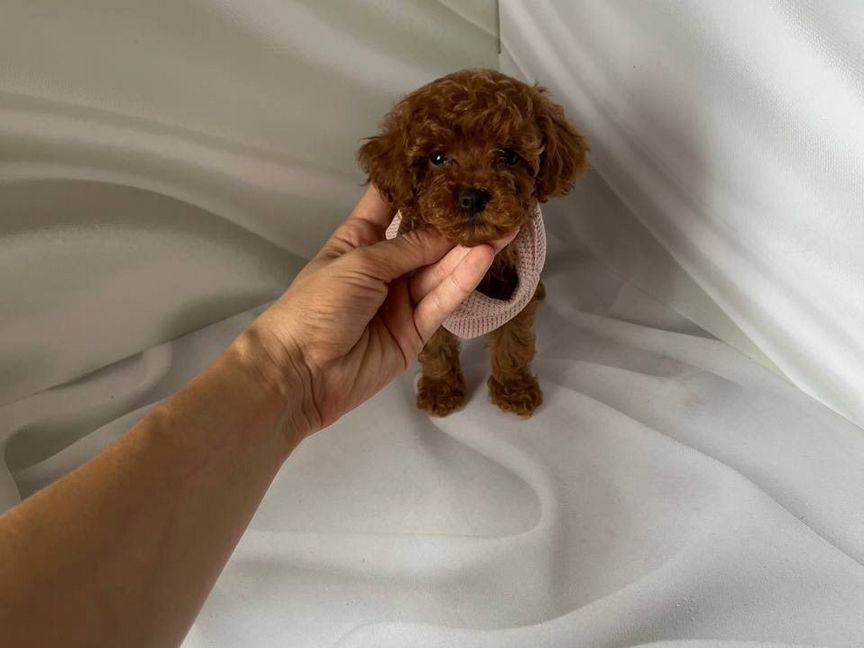 Той-пудель мини девочка