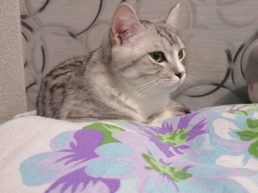 Кот, американский короткошерстный
