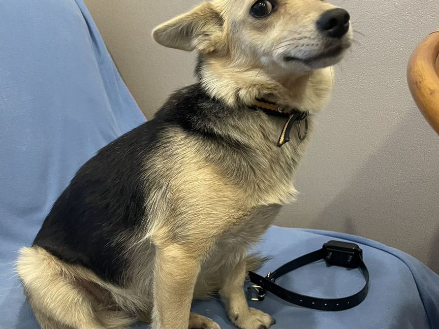 Маленькая собака