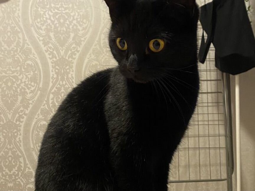 Черная кошка