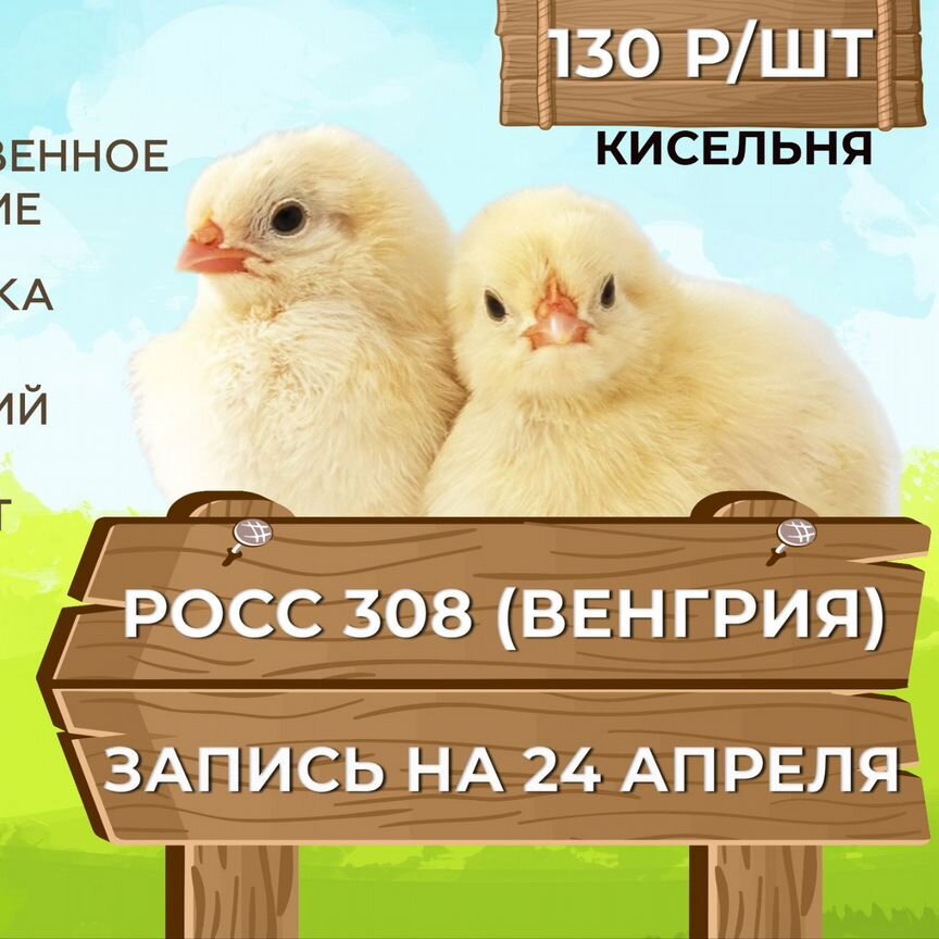 Суточный цыпленок бройлера доставка Кисельня