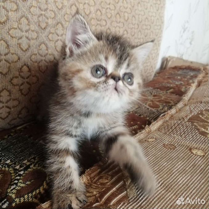 Экзоточка