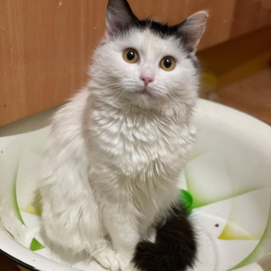 Кошечка в приюте ей 4мес