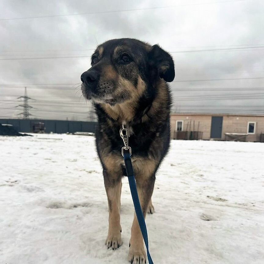 Собака в добрые руки