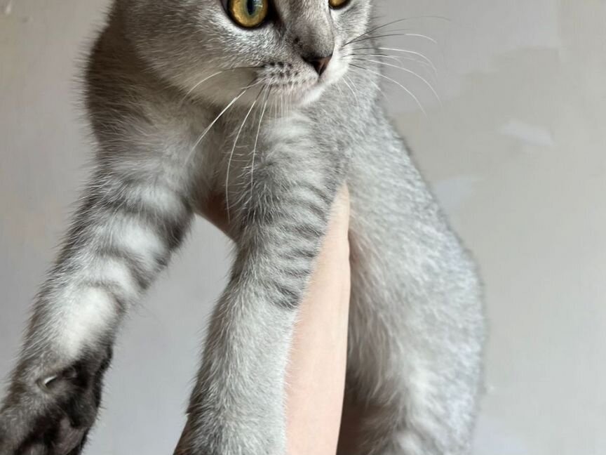 Британская шиншилла