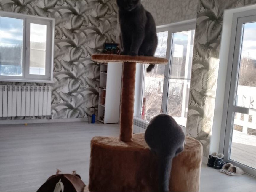 Британская кошка вязка