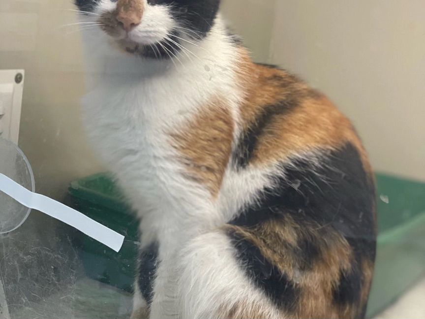 Кошечка Вивьен