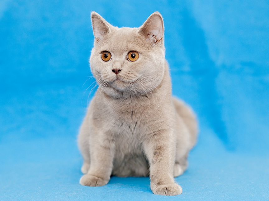 Британская кошечка Алекса 3,5 мес