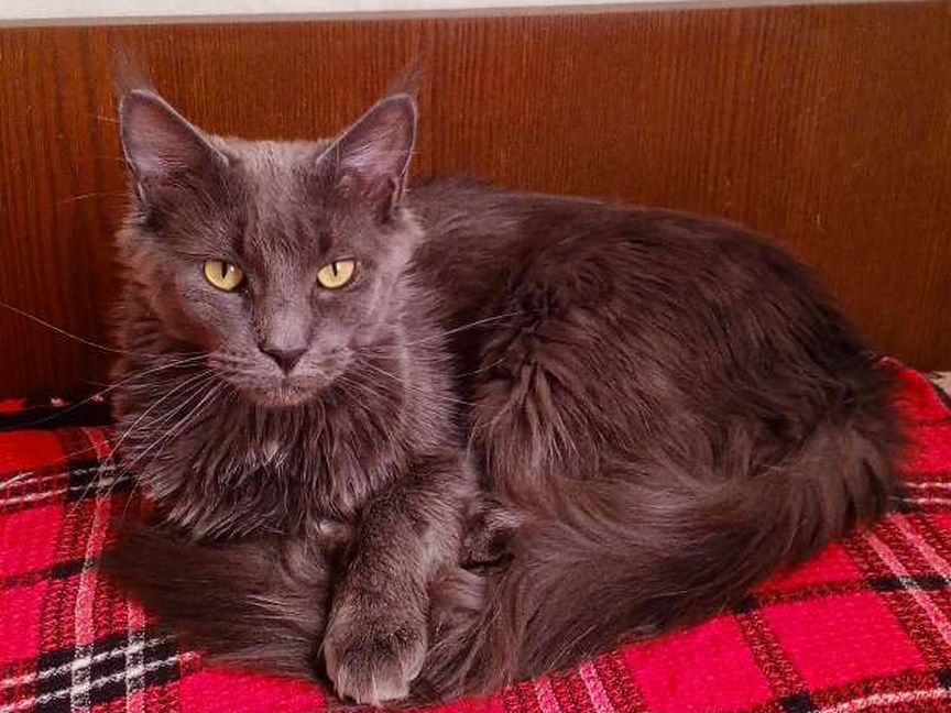 Вязка кошки мейн-кун