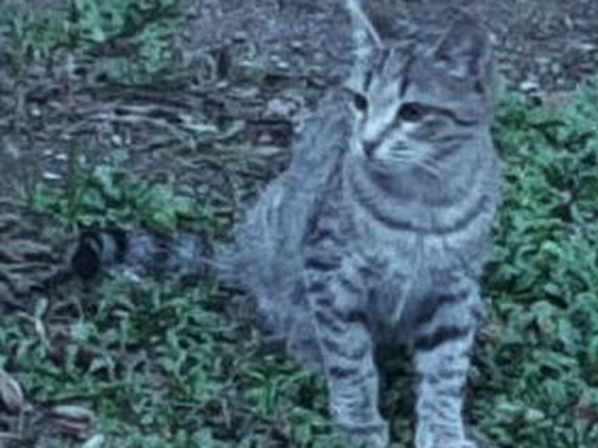 Котята из кино