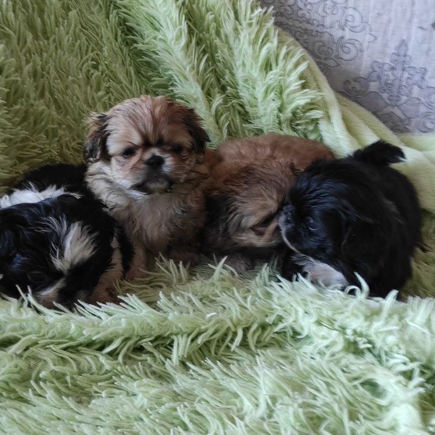 Щенки пикинеса