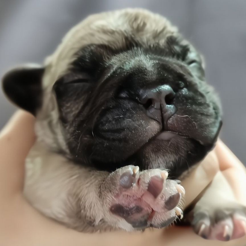 Французский бульдог, щенок